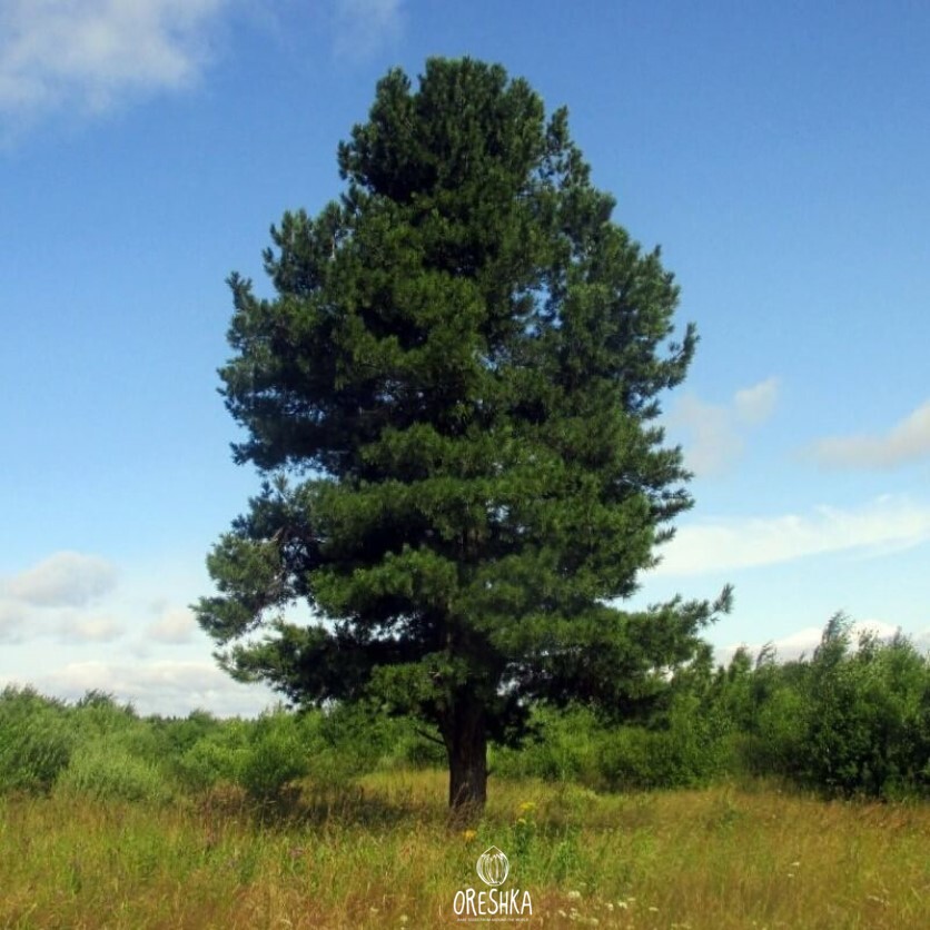 Siberian cedar. Pinus sibirica. Oreshka. Rare seeds from around the world.