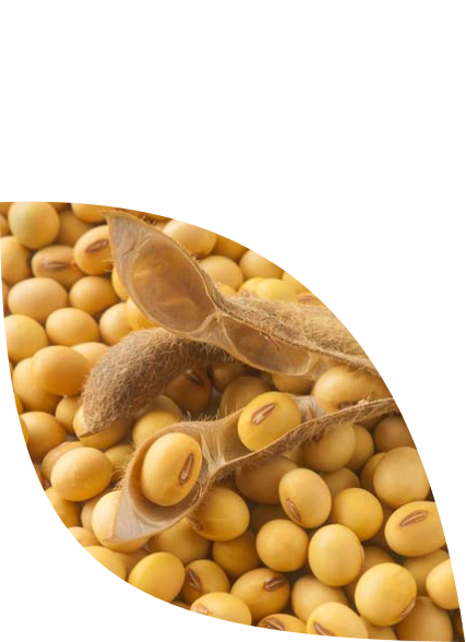 Lider w zakupie i sprzedaży produktów rolnych | biograin