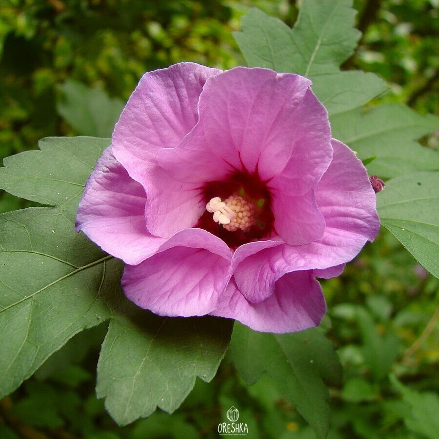 Buy Hibiscus Syriacus Seeds - Grow Stunning Plants | Oreshka Seeds