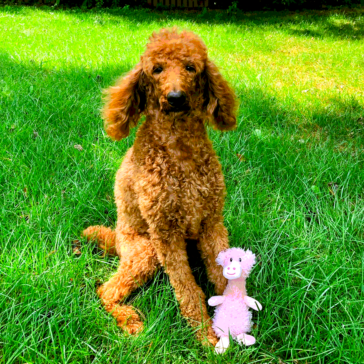 nixelpixel shop *:･ﾟ