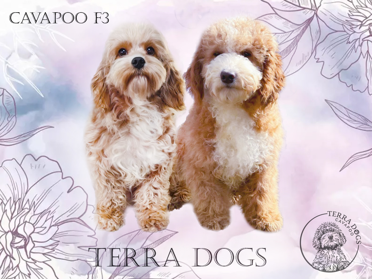 Щенки кавапу питомника Terra Dogs