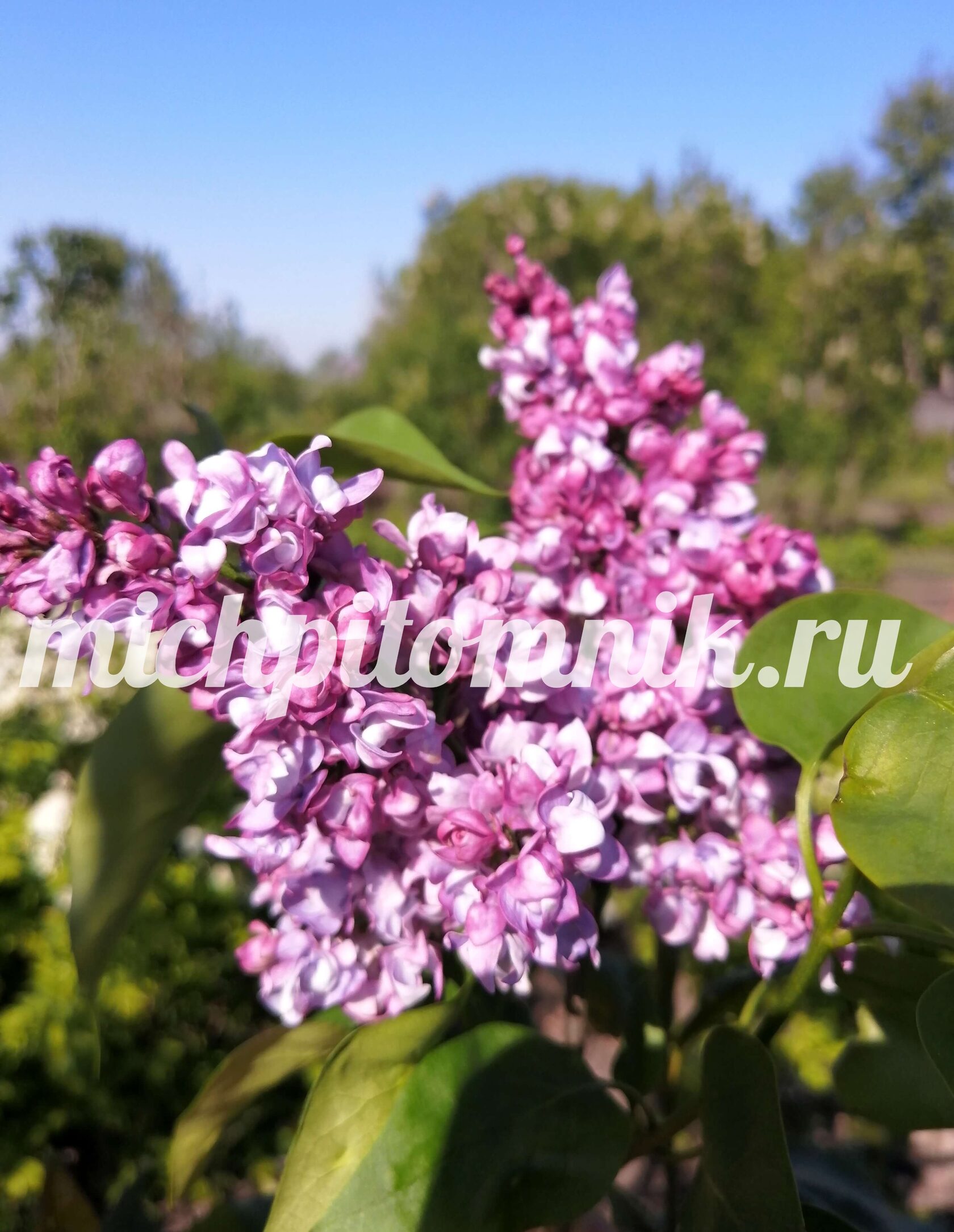 Сирень "Надежда"
