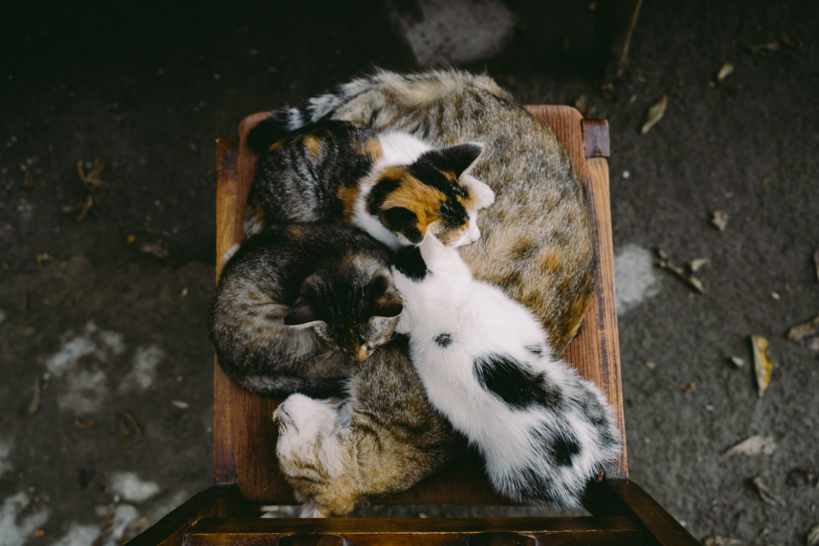 Chateau Chapiteau | Animals