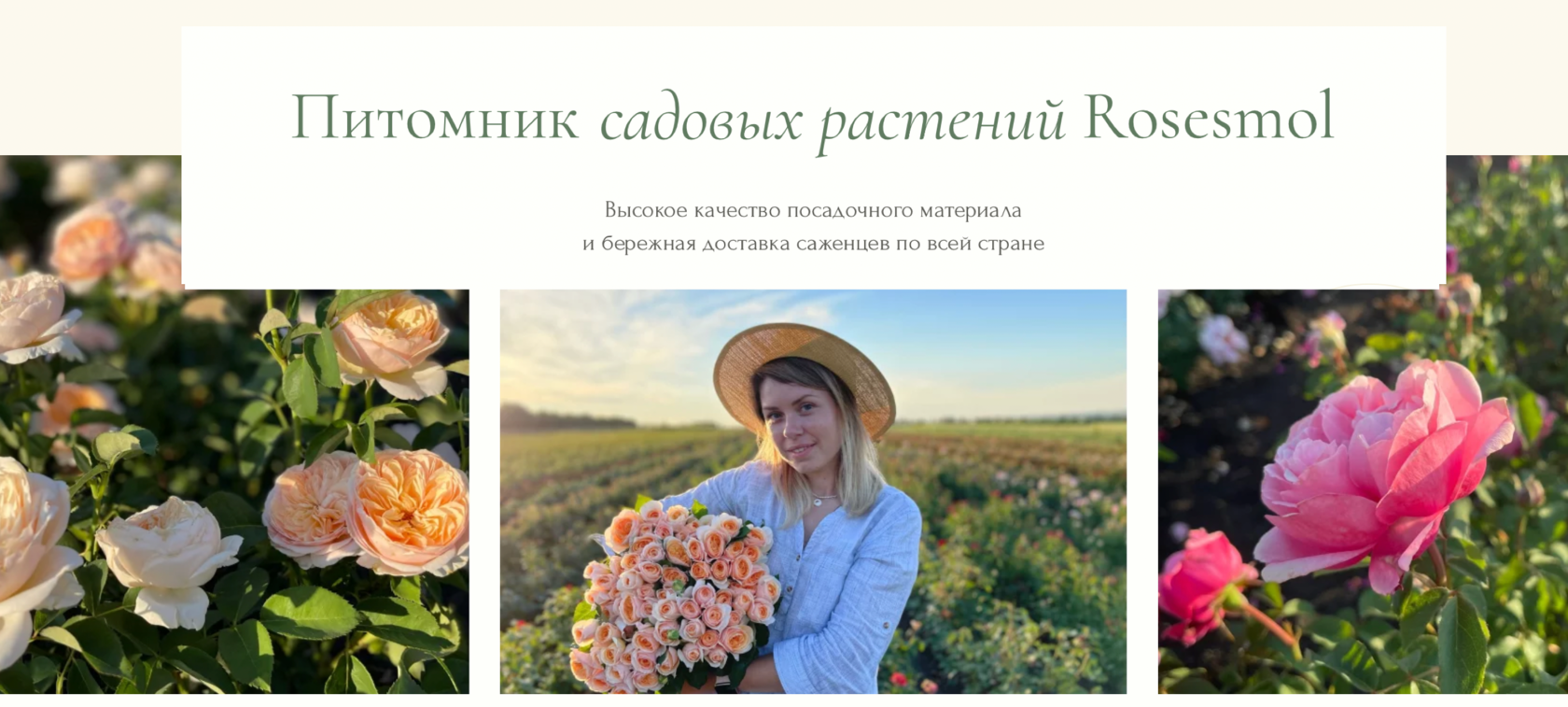 Каталог гортензий