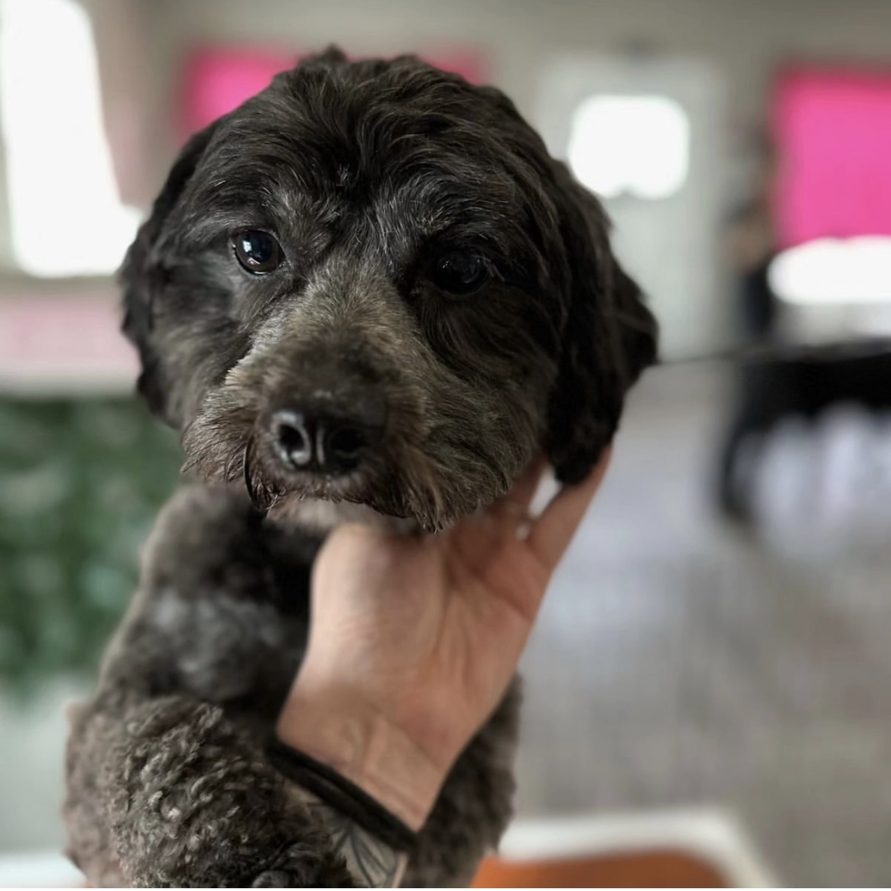 Doggy Daycare, Grooming, Boarding and more in Boston Area