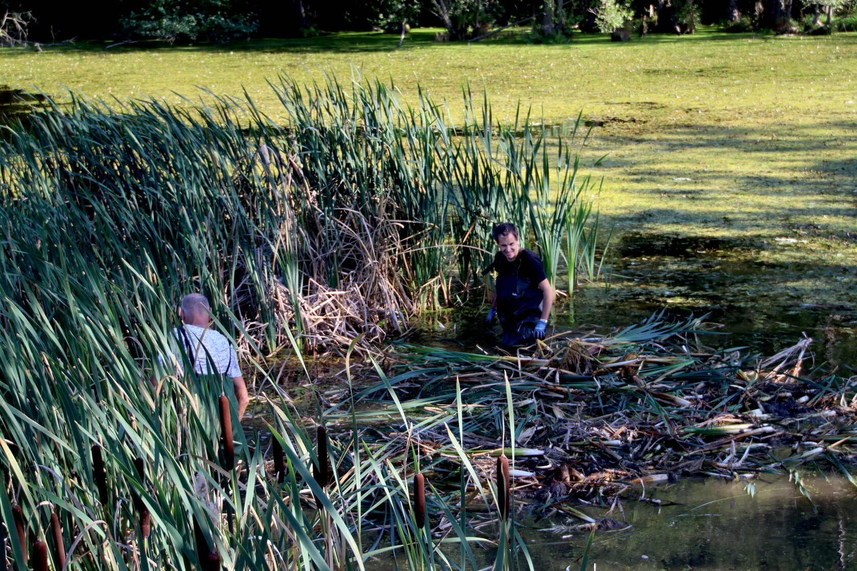 Human vs. Cattail: How We Fought an Expansive Species