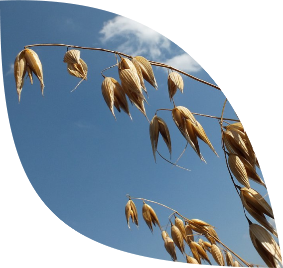 Lider w zakupie i sprzedaży produktów rolnych | biograin