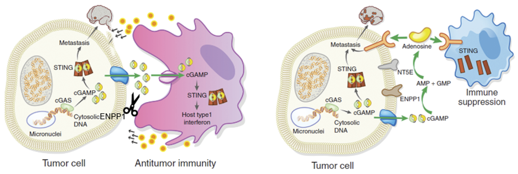 ENPP1 | Insilico Medicine