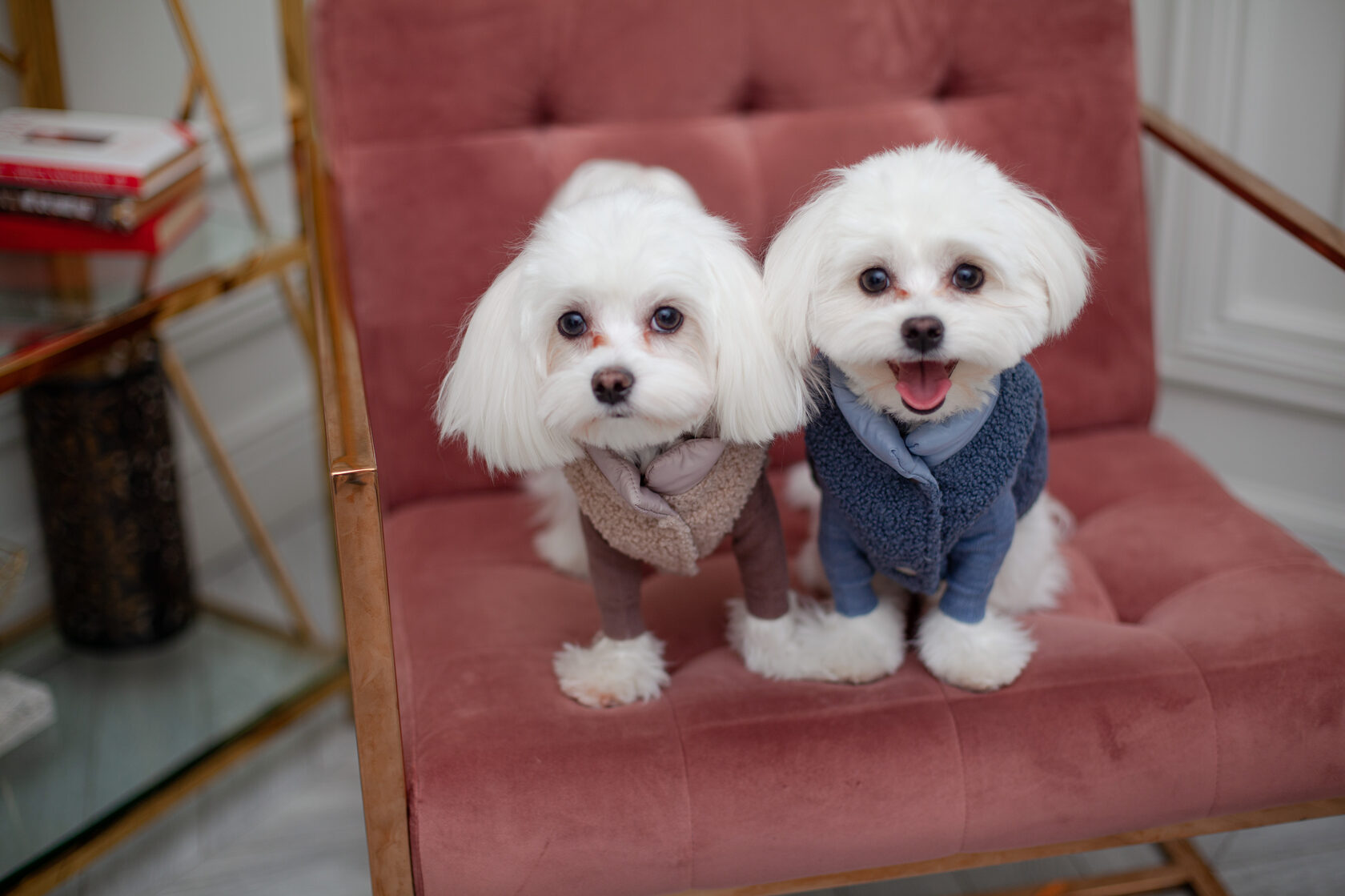 HUG ME DOG - oдежда для собак мелких пород