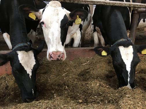 АО Зеленоградское — надежный производитель молока и молочной продукции