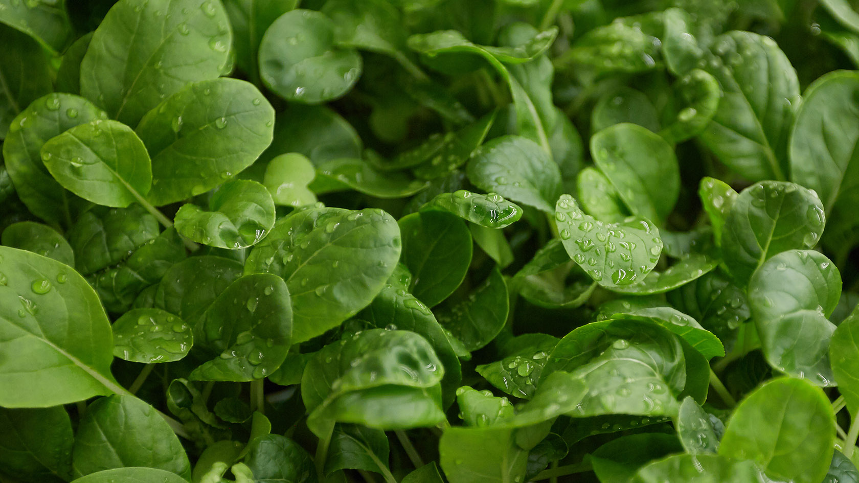 All Regions with iFarm Technologies