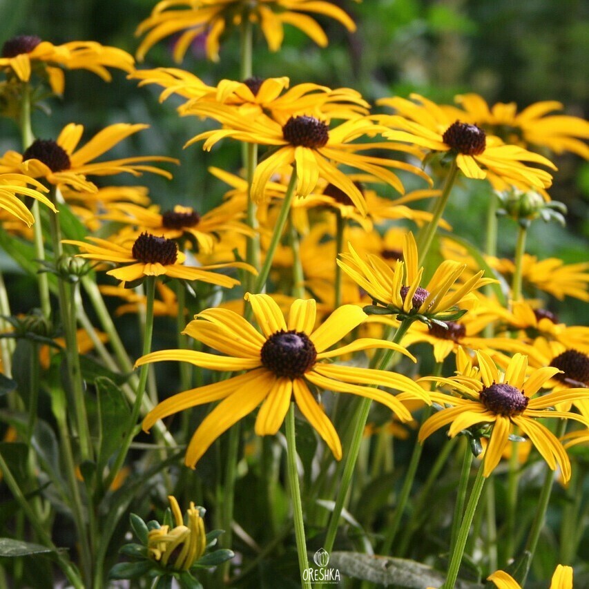 Buy Organic Rudbeckia Marmalade Seeds: The Vibrant Black-eyed Susan ...