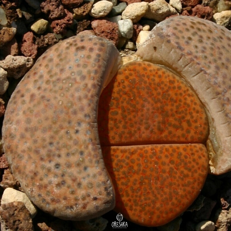 Buy Organic Succulent Lithops fulviceps C-170 Seeds | Oreshka-Seeds.com