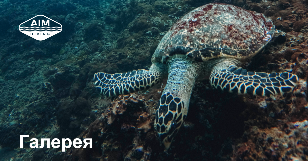 AIM Diving — Галерея