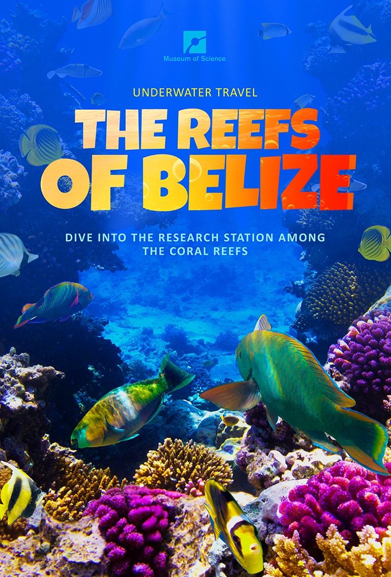 The Reefs of Belize