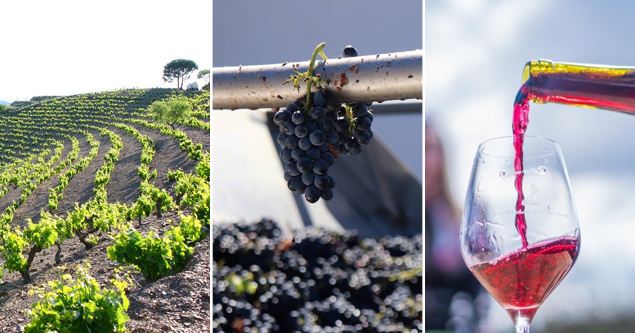 КОЛОНКА ЭКСПЕРТА | Bodegas Coloma (Испания)