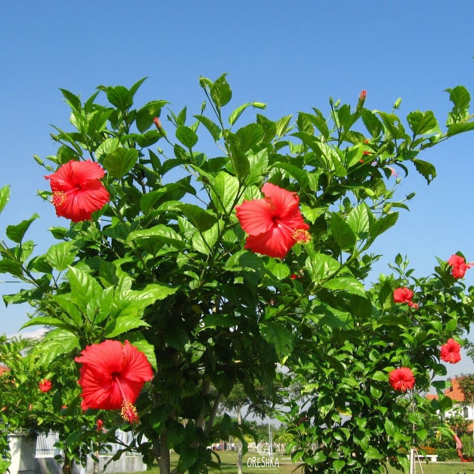 Buy Organic Hibiscus rosa-sinensis Red Seeds: The Tropical Beauty ...