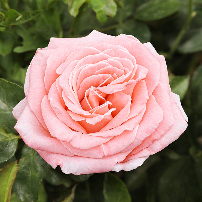 Роза Амстердам пинк (Amsterdam Pink)