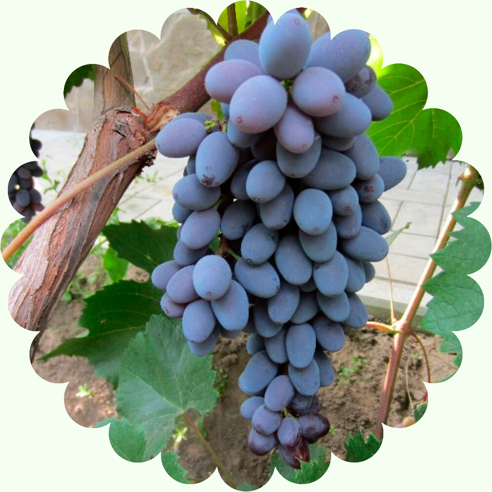 Виноград Юпитер (кишмиш)