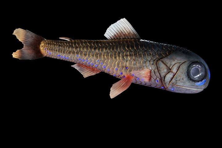 Смешные названия рыб, часть 1