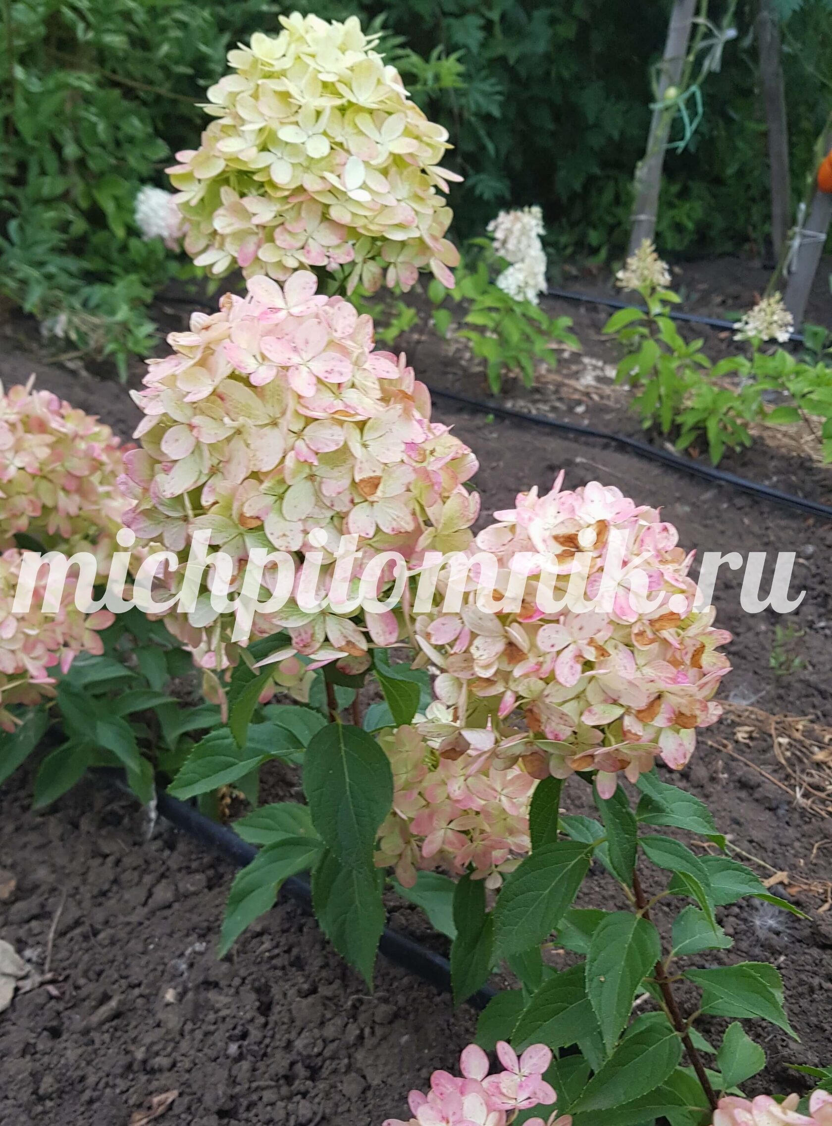 Гортензия метельчатая "Little Fraise" ("Литл Фрайз")