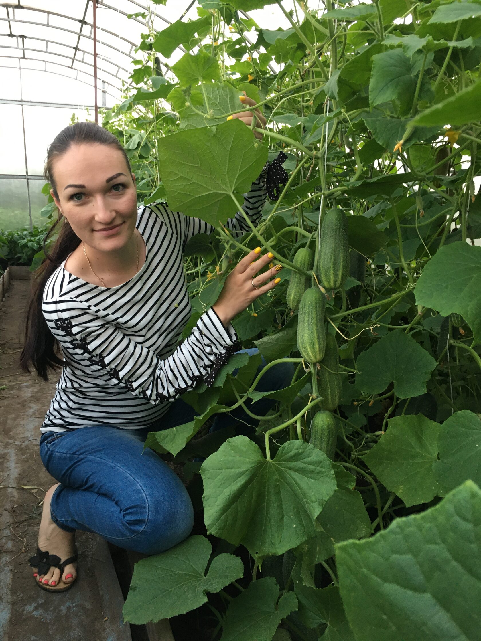 урожайный пучковые огурцы семена купить