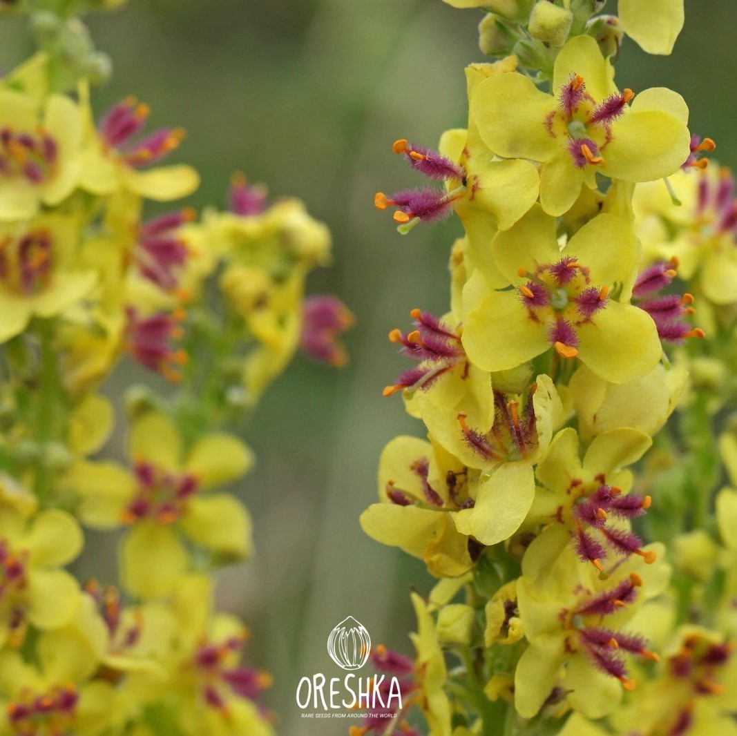 Buy seeds of Mullein Thick-Flowered Verbascum Goliath Mix