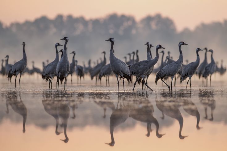Коллекция Egretta Alba