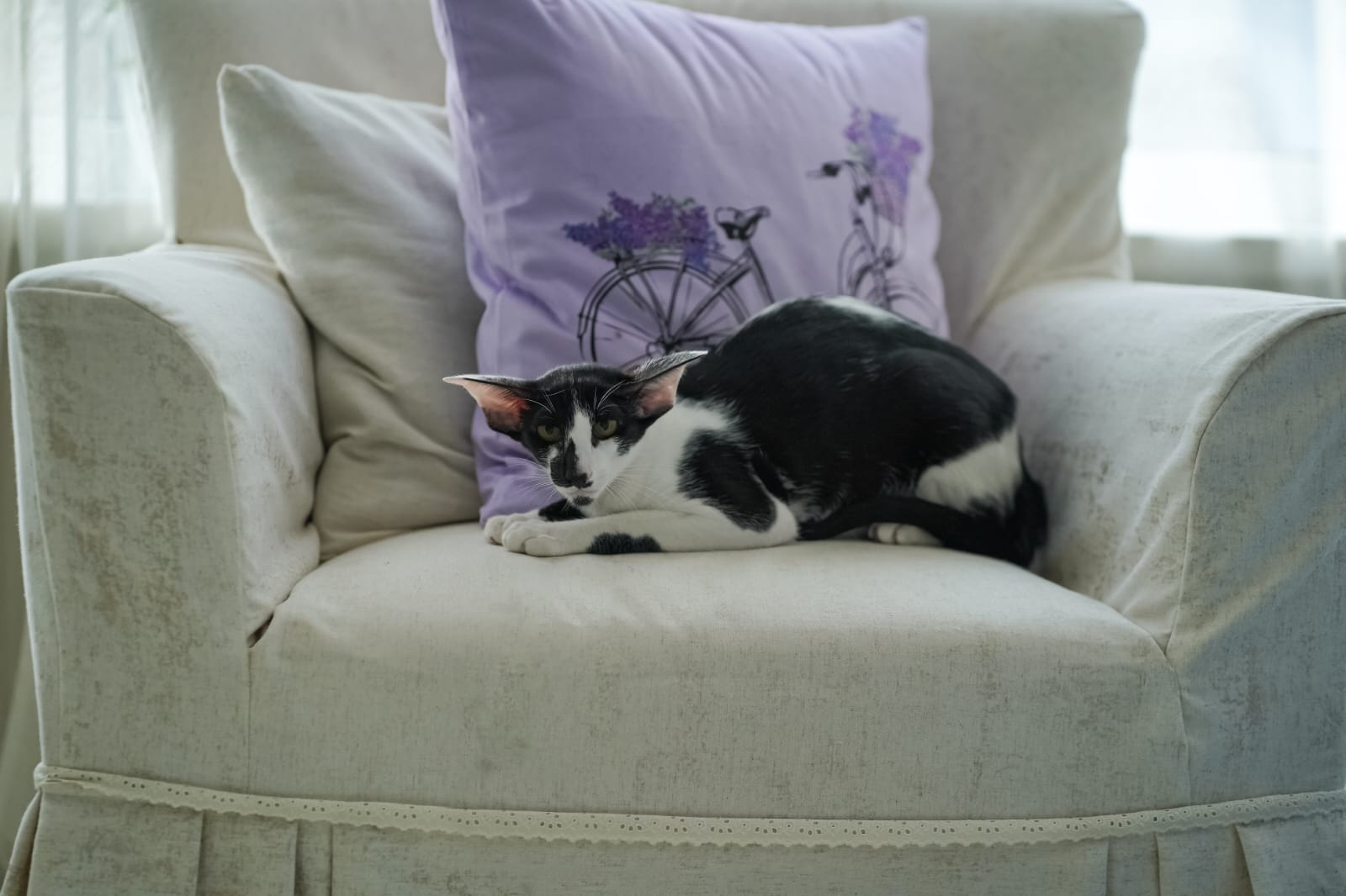 Black Antarra — Oriental & Siamese Cattery