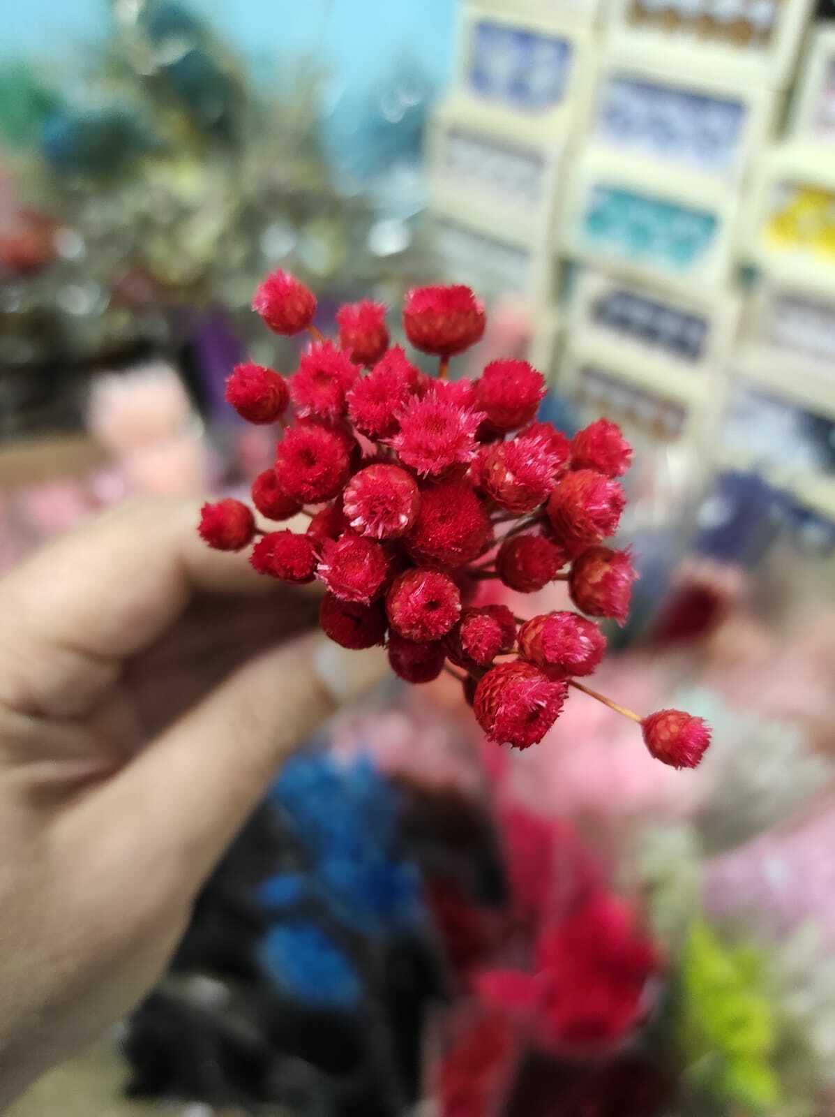 мини сухоцветы красные