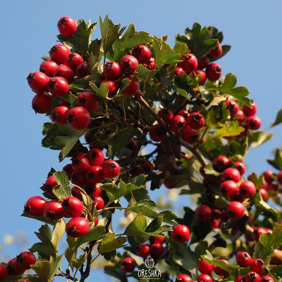 Arnold's hawthorn fresh seeds, Crataegus Arnoldiana large red, hawthorn ...