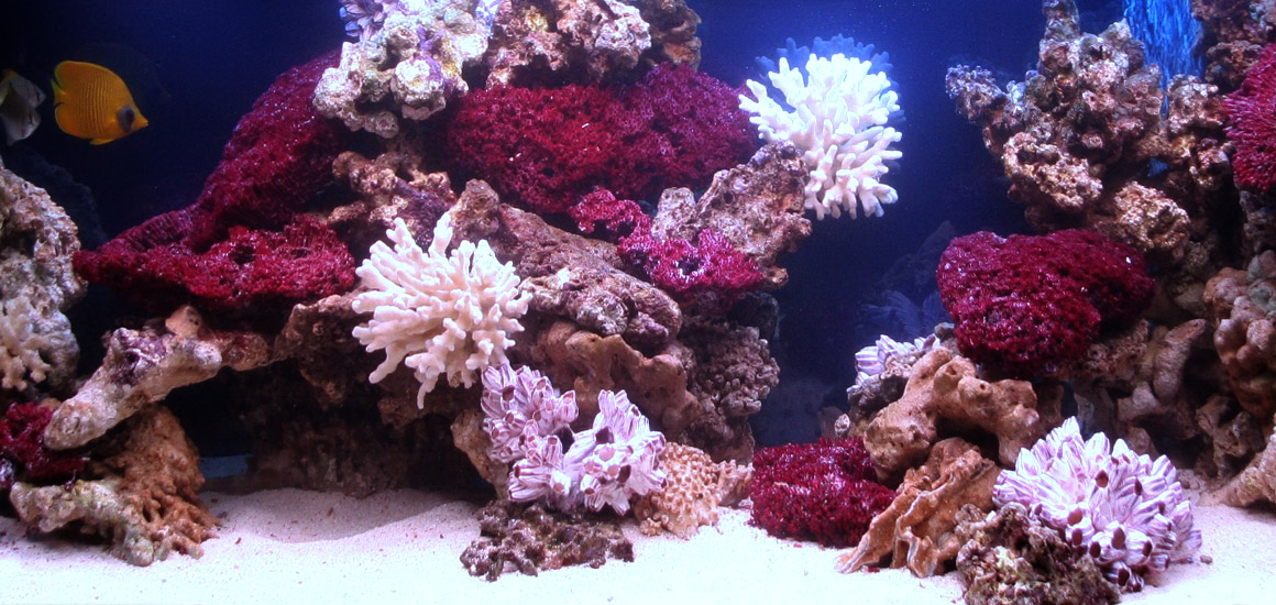 Морской аквариум, оформление натуральными кораллами