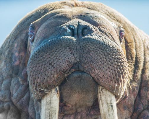 Walruses