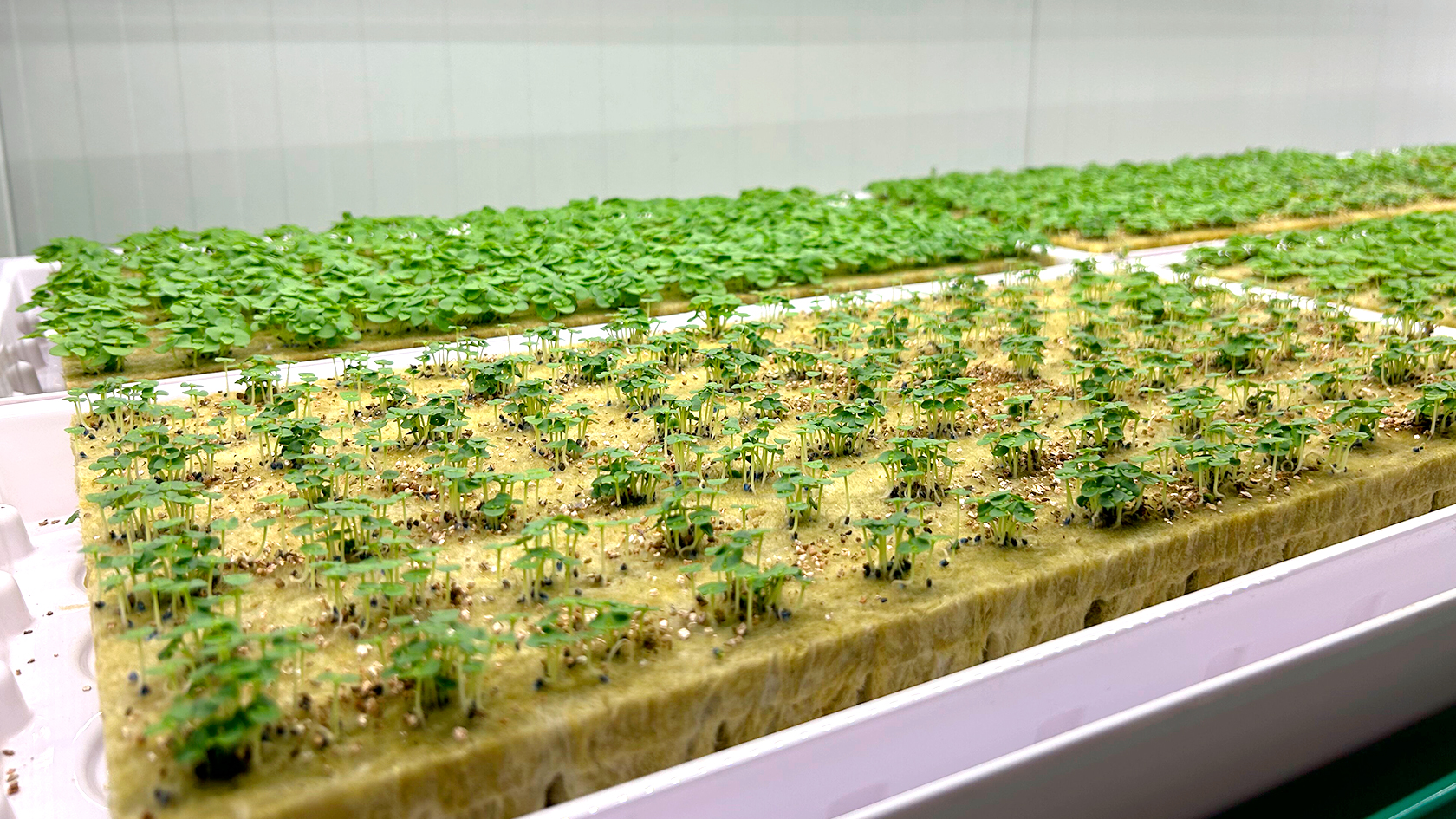 The UAE’s first vertical farm built with iFarm technologies starts ...