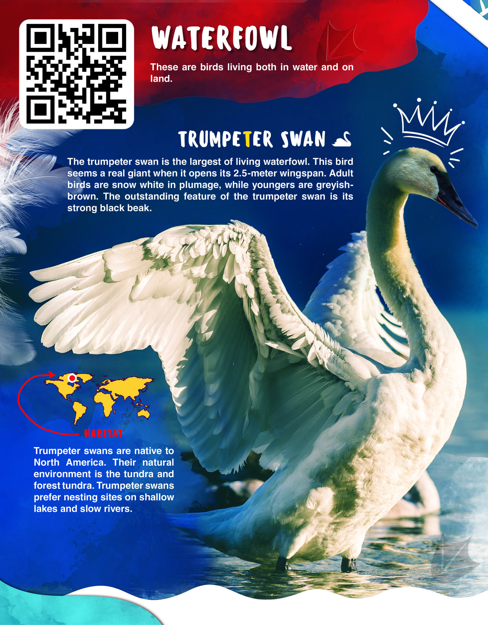 Swan