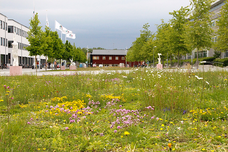 Yugen Landscape Journal/2023/maria-ignatieva