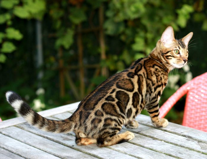 bengal