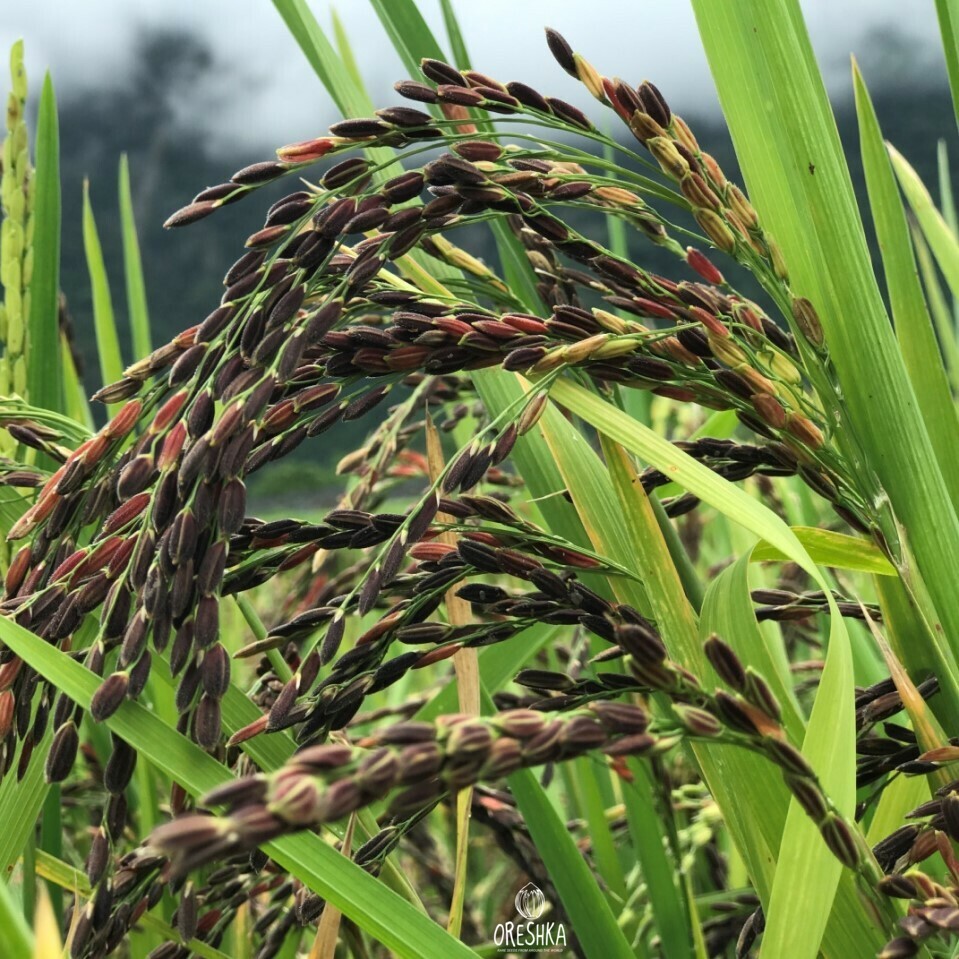 Wild black rice fresh seeds for sale, Zizania aquatica, Rice seeds ...