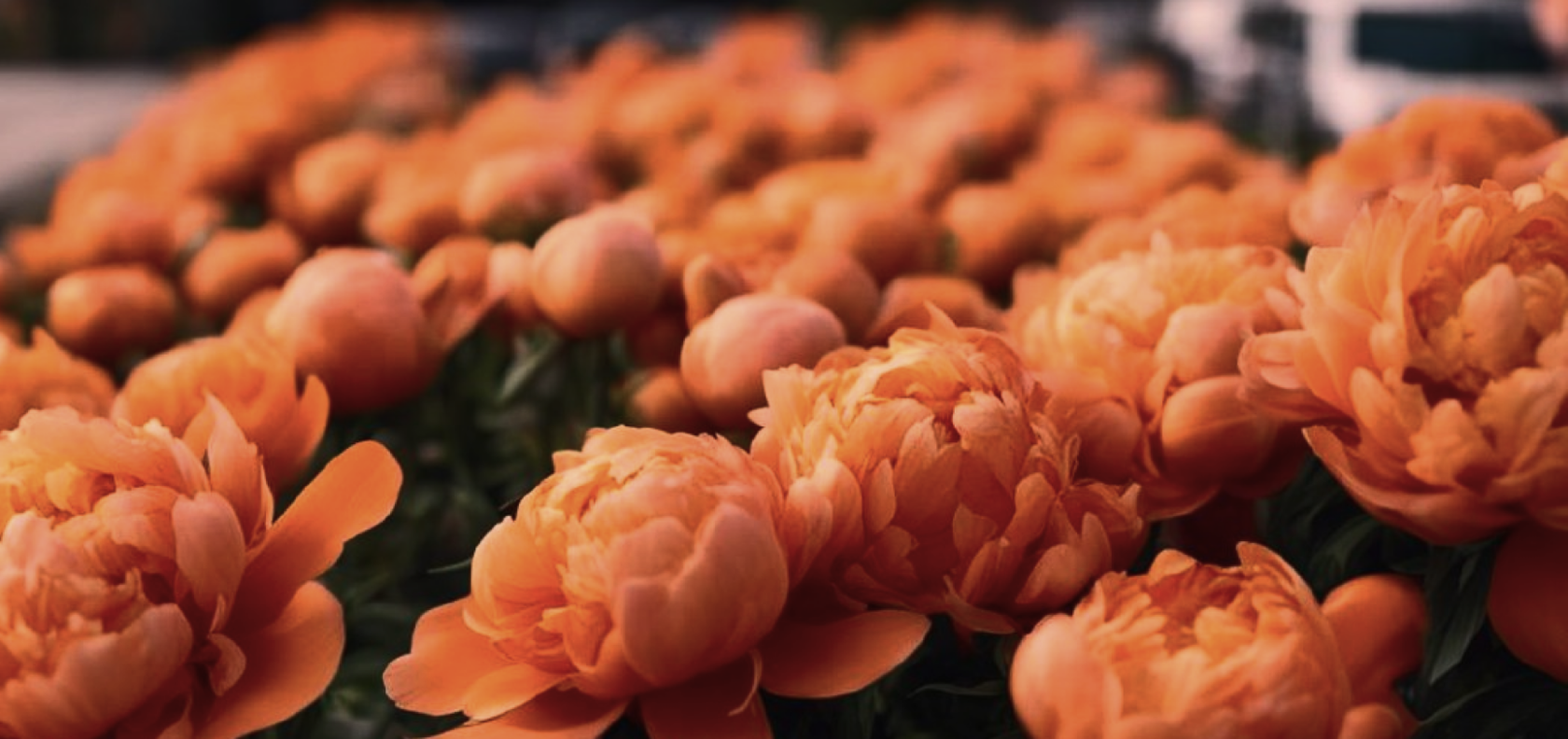 ОРГАНИК ЦЕНТР: биогрунты, удобрения, биогумус