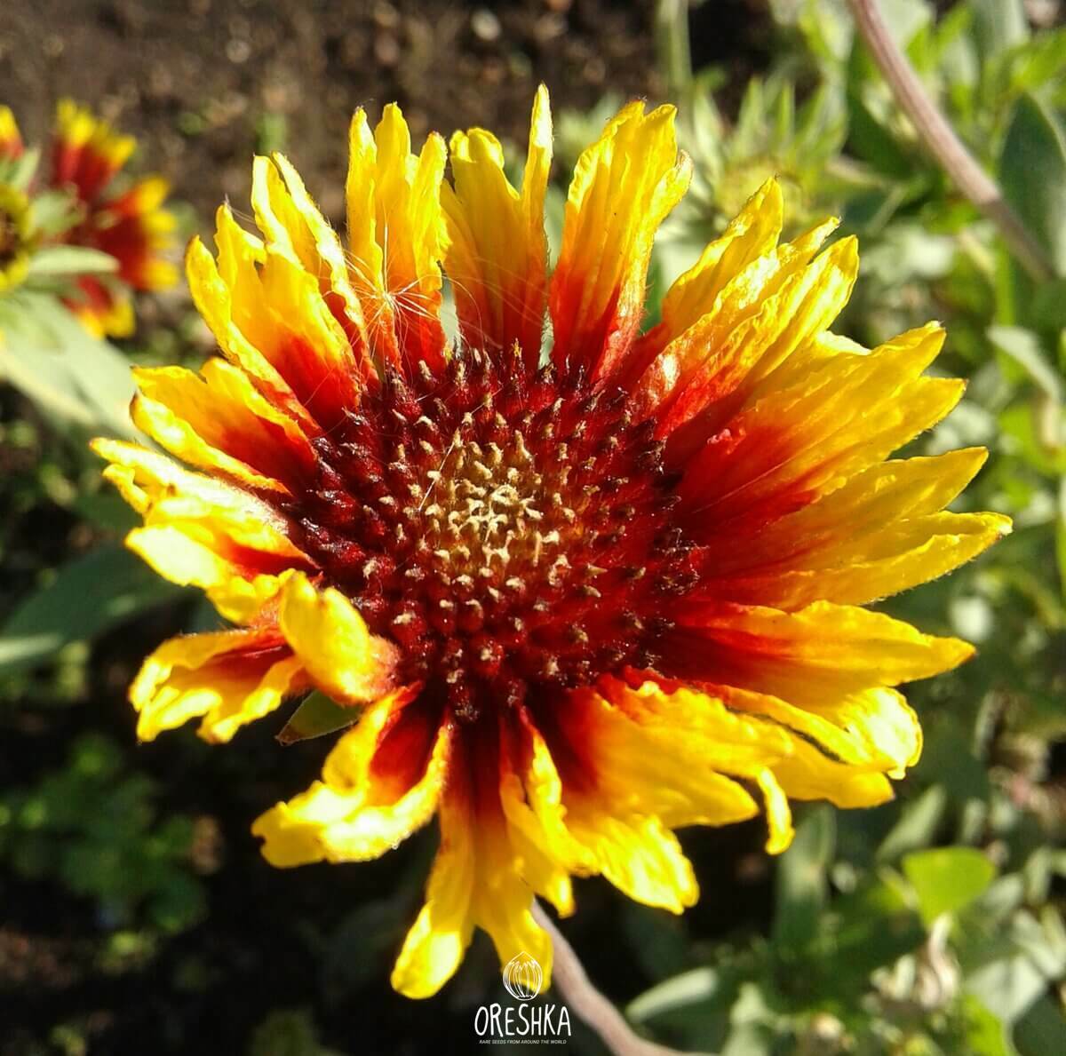 Buy Seeds of Organic Gaillardia Prima Perennial - Vibrant Red & Yellow ...