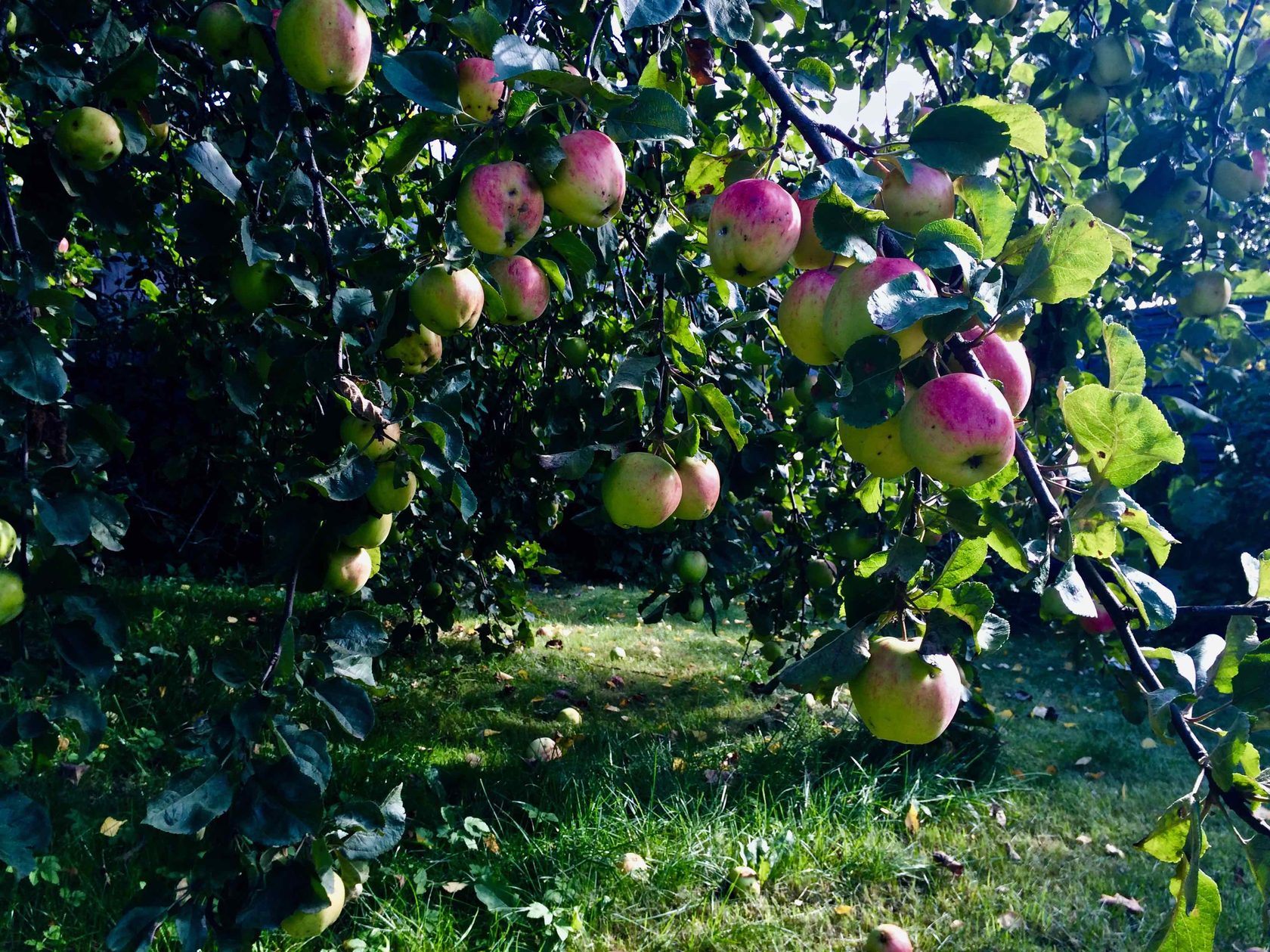 Russian Apple Pie Recipes. Apple Feast of the Saviour