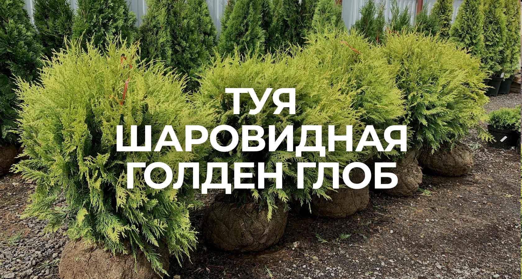 Туя западная шаровидная Вудварди купить в питомнике Хвойник в СПб.