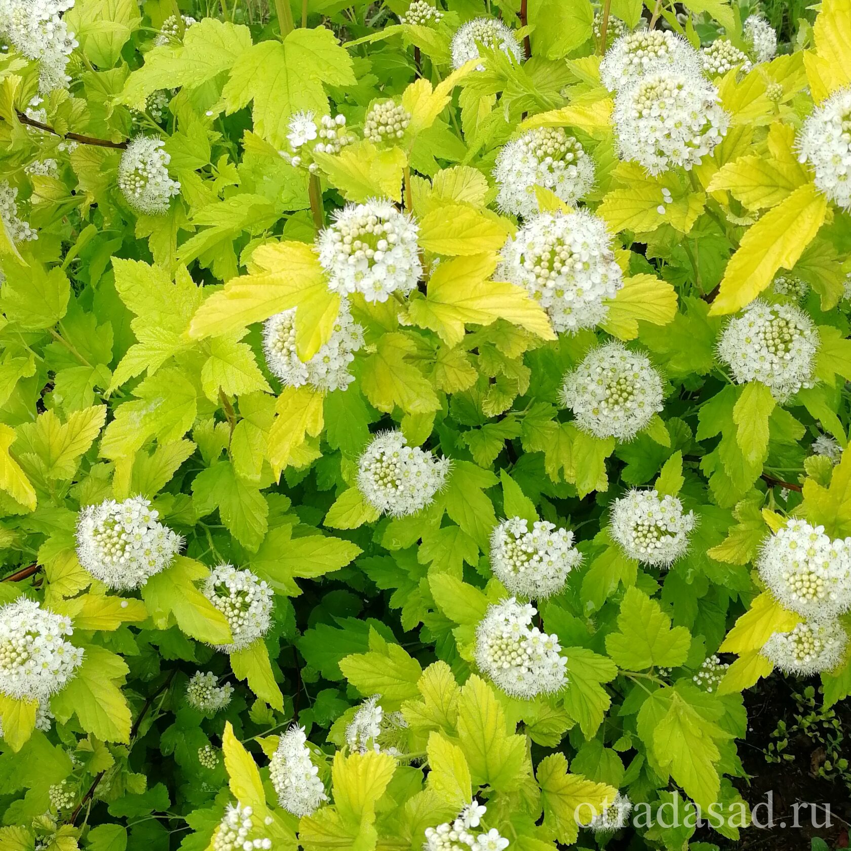 Лиственные деревья и кустарники