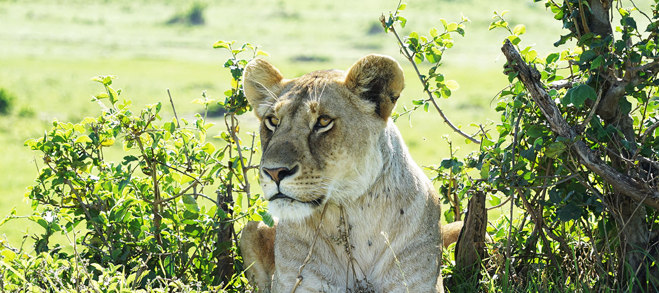 Путешествие в Кению