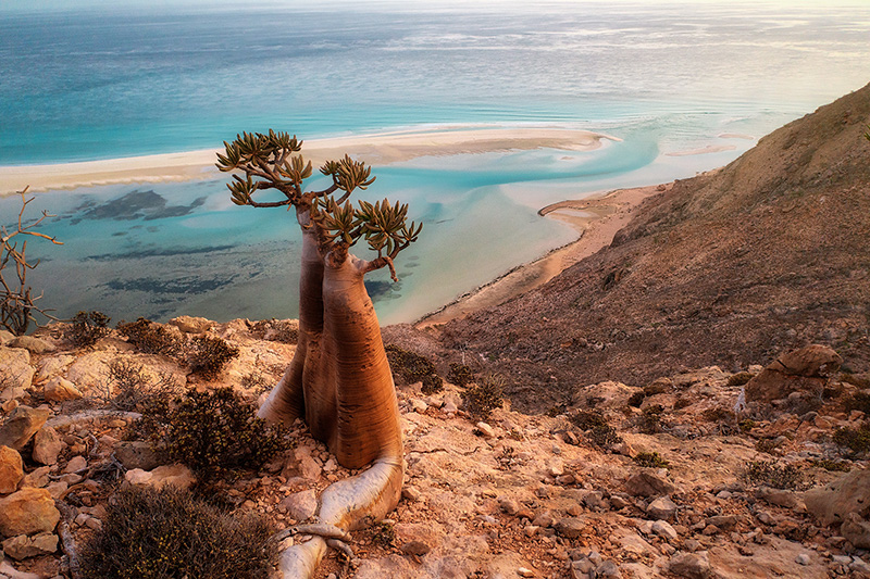Socotra island 2026