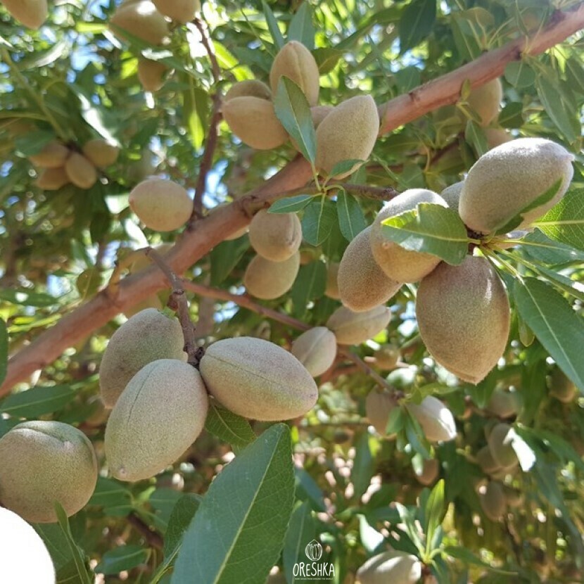 Samarkand almonds fresh seeds, Amygdalus tree || Oreshka seeds