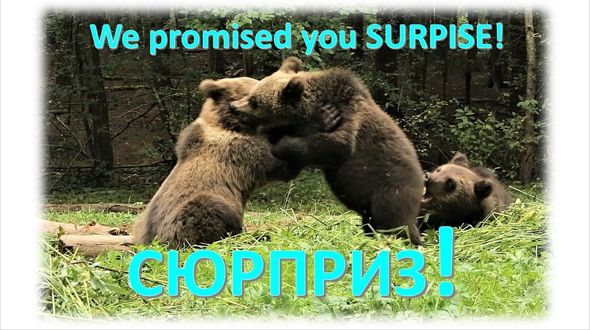 News: Video-surprise from the bear cubs!