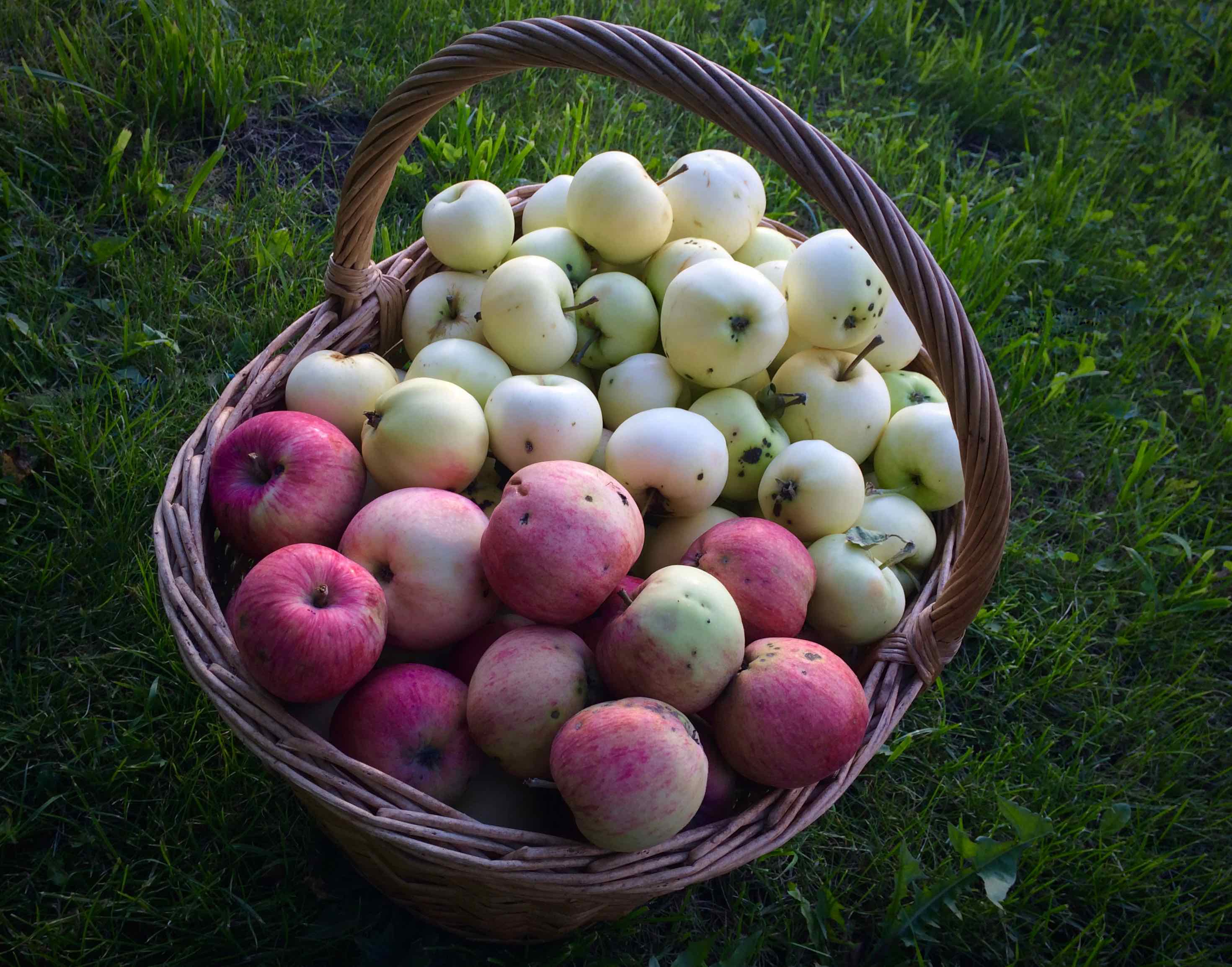 Russian Apple Pie Recipes. Apple Feast of the Saviour