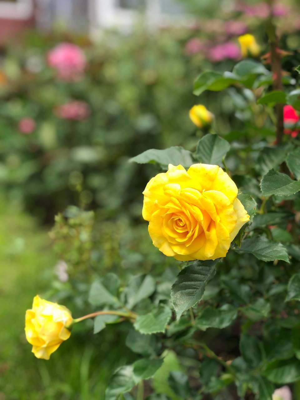 Сад многолетников Ольги Агеевой