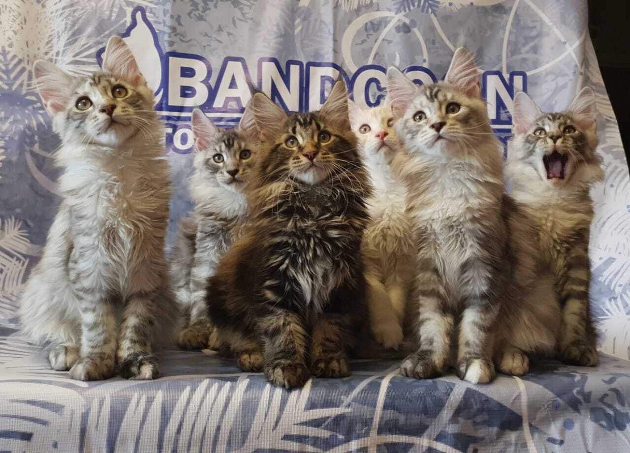 BestBandCoon | Cattery Mein Coon BestBandCoon